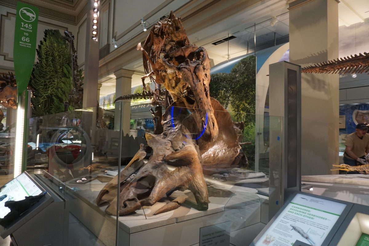 Smithsonian National Museum of Natural History Fossil Hall – Research ...