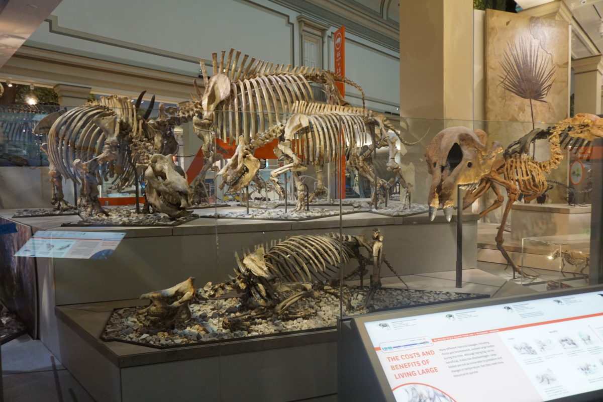 Smithsonian National Museum of Natural History Fossil Hall – Research ...