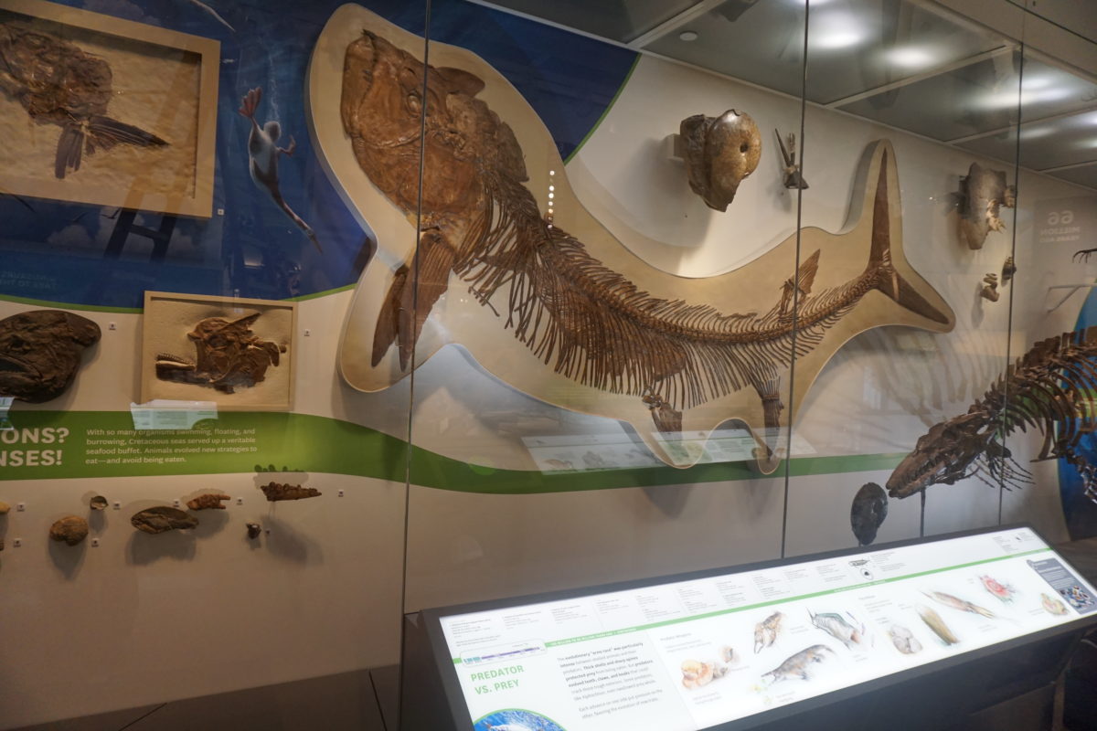 Smithsonian National Museum of Natural History Fossil Hall – Research ...