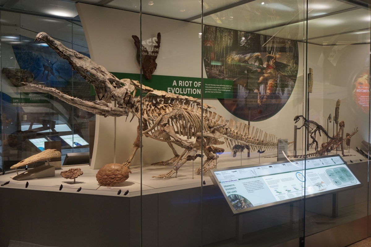 Smithsonian National Museum of Natural History Fossil Hall – Research ...