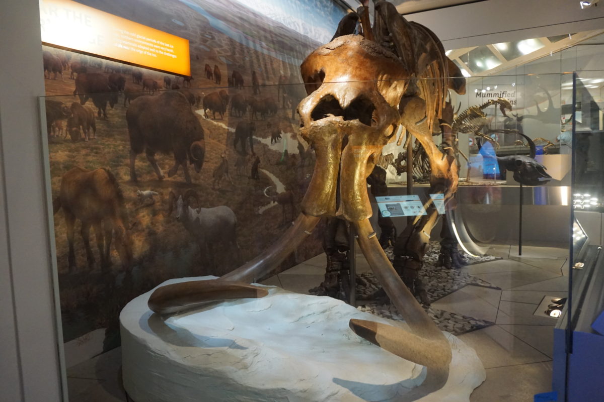Smithsonian National Museum of Natural History Fossil Hall – Research ...