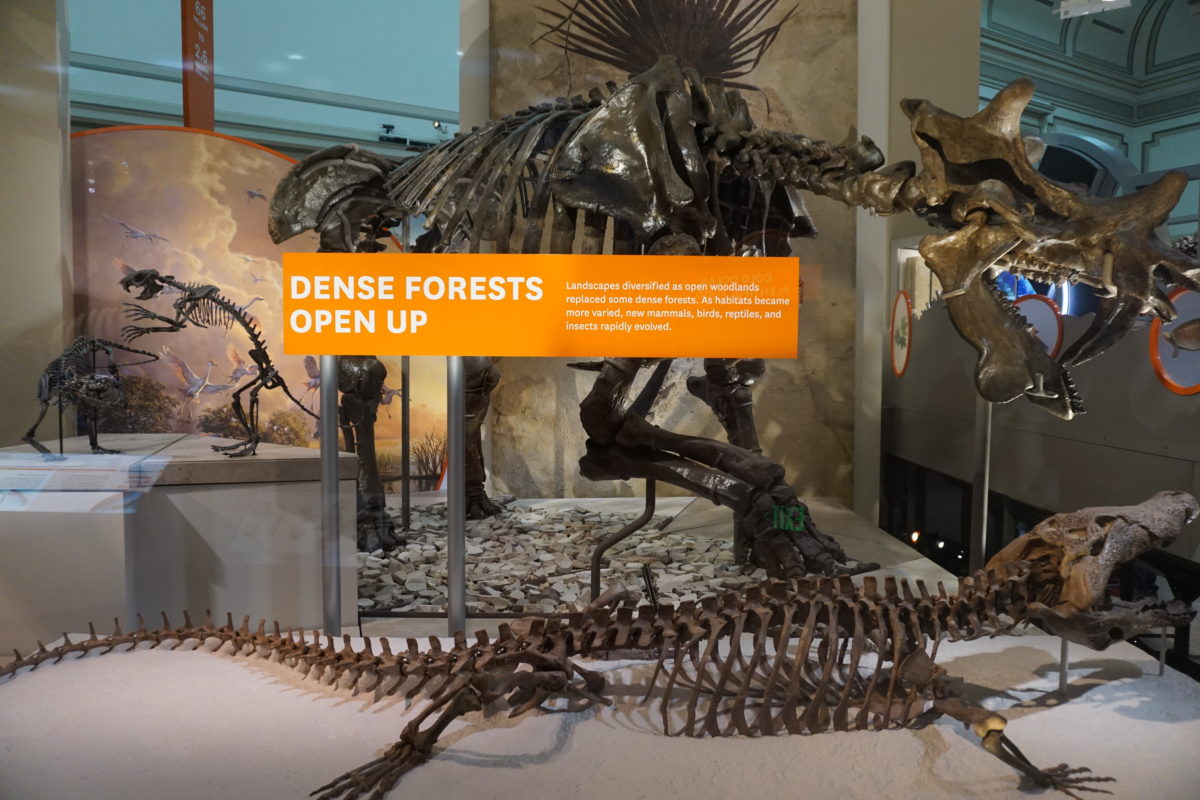 Smithsonian National Museum of Natural History Fossil Hall – Research ...