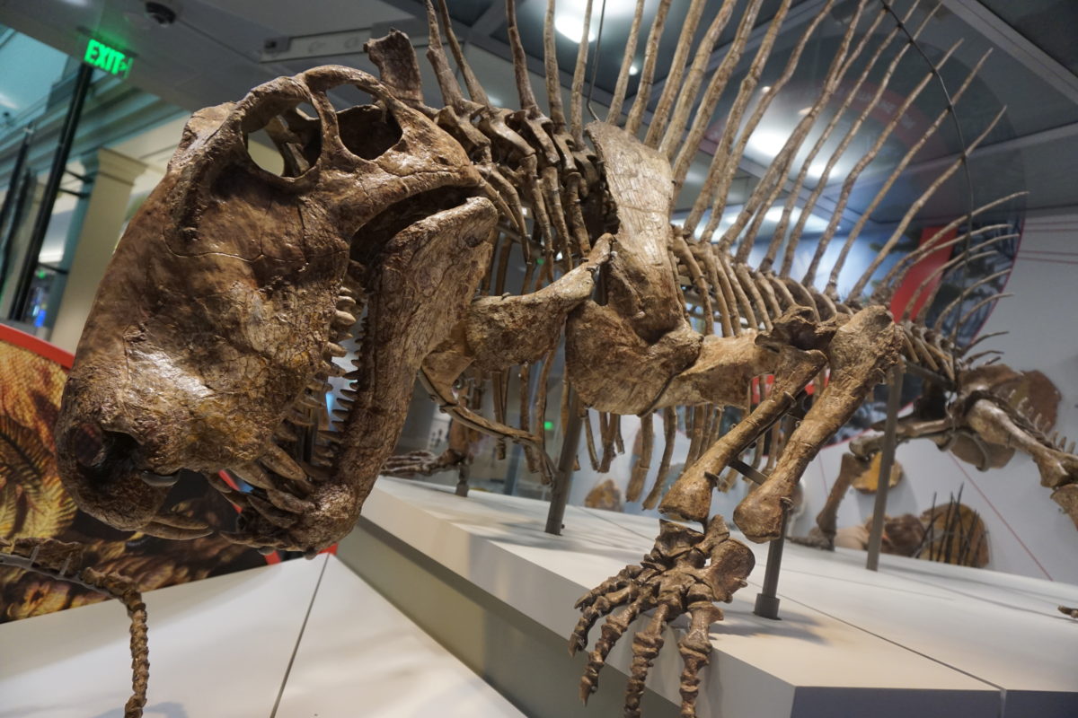Smithsonian National Museum of Natural History Fossil Hall – Research ...