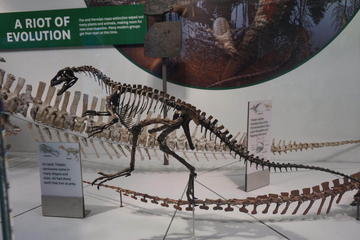 Smithsonian National Museum of Natural History Fossil Hall – Research ...