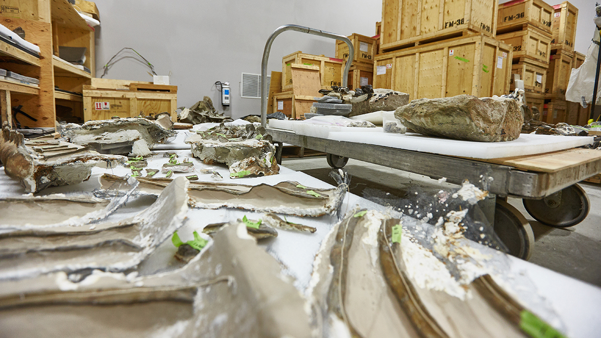 Smithsonian National Museum of Natural History Fossil Hall – Research ...