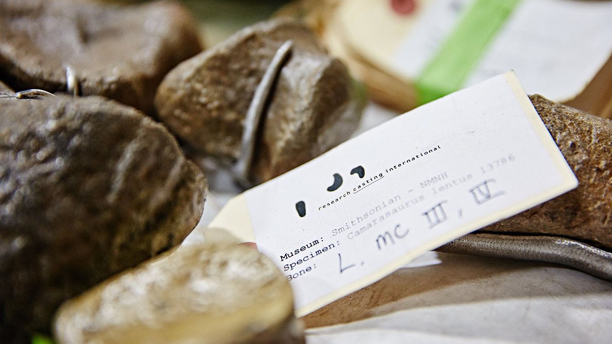 Smithsonian National Museum of Natural History Fossil Hall – Research ...