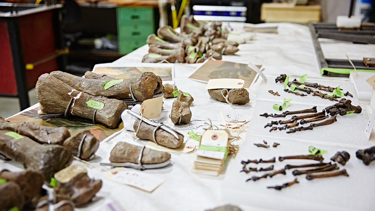 Smithsonian National Museum of Natural History Fossil Hall – Research ...