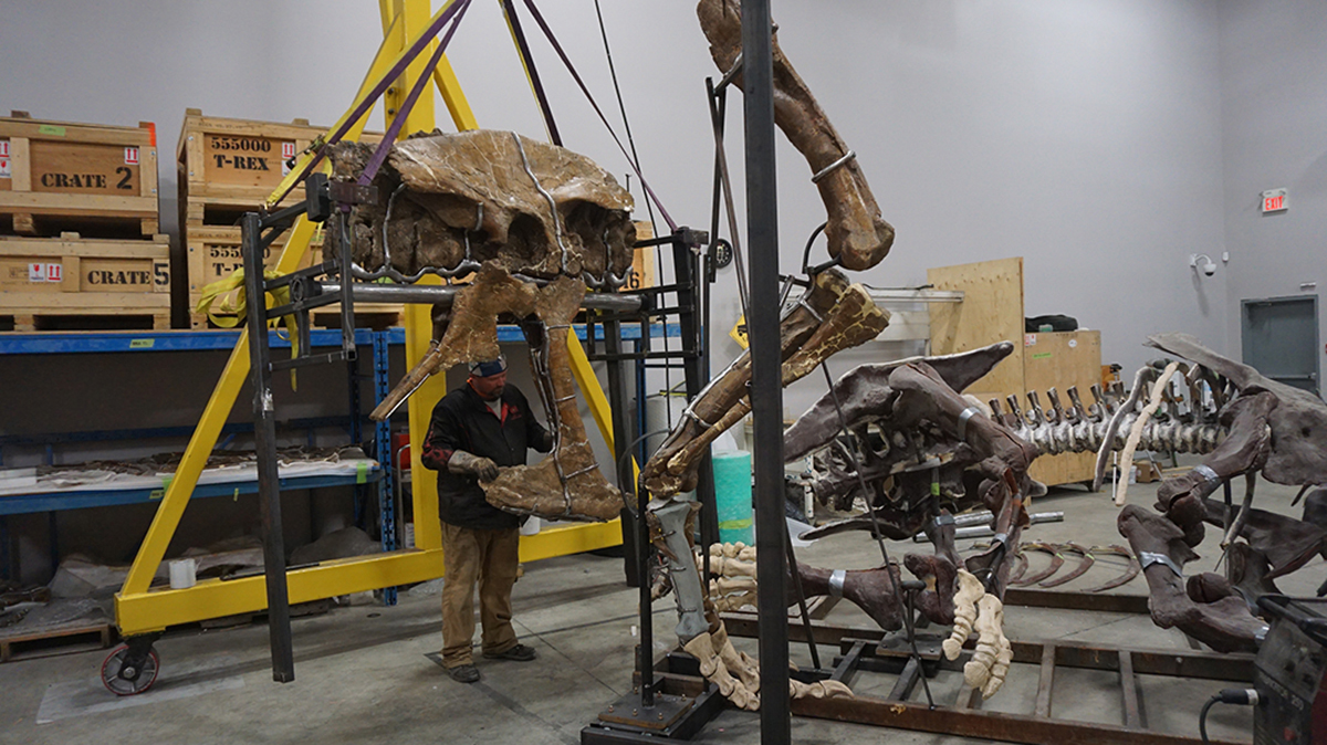 Smithsonian National Museum of Natural History Fossil Hall – Research ...