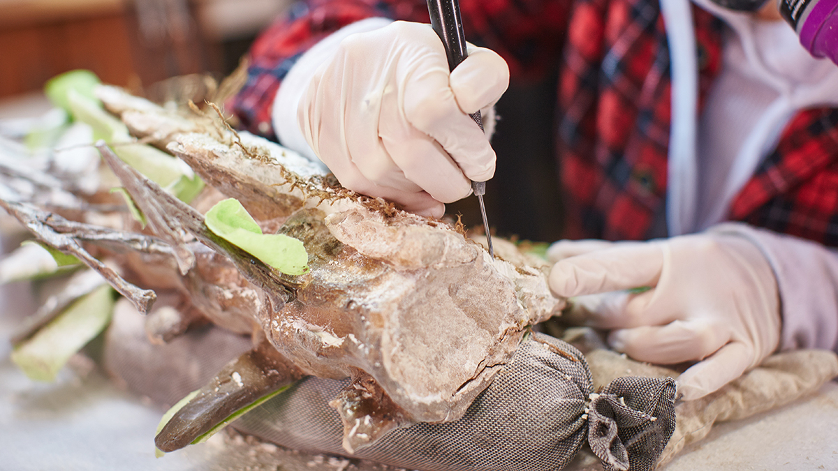 Smithsonian National Museum of Natural History Fossil Hall – Research ...
